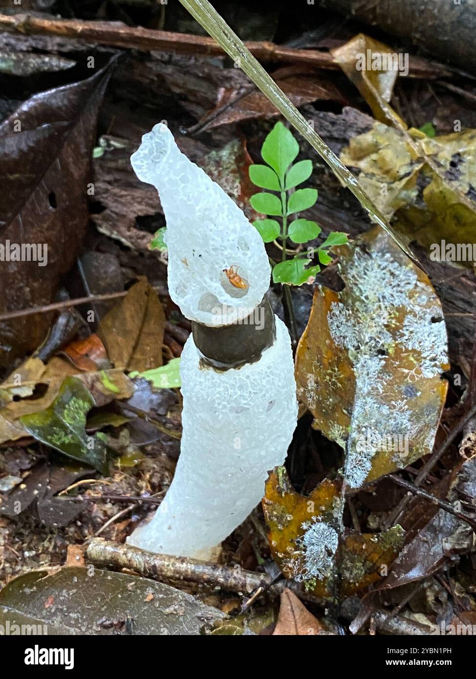 strangled stinkhorn (Staheliomyces cinctus) Fungi Stock Photo - Alamy