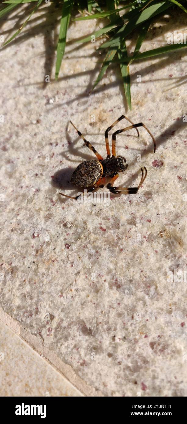 Nephilingis cruentata hi-res stock photography and images - Alamy