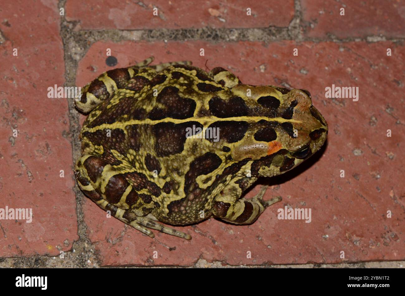 Western Leopard Toad (Sclerophrys pantherina) Amphibia Stock Photo - Alamy