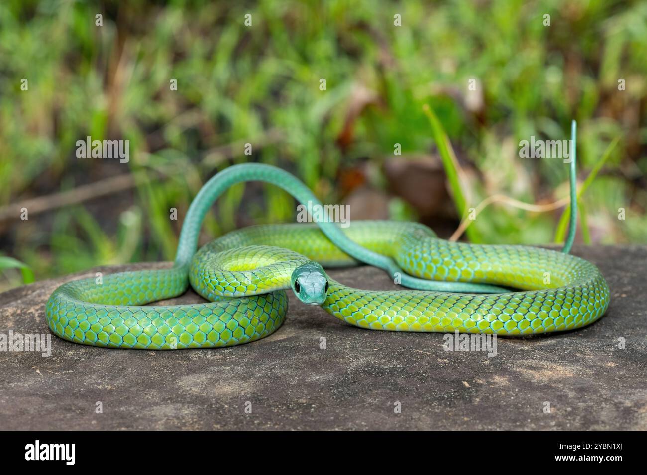 A beautiful Western Natal Green Snake (Philothamnus occidentalis) on a ...