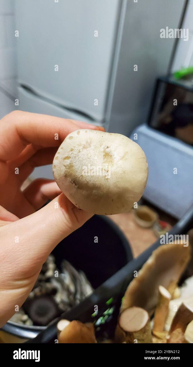 Cloudy Clitocybe (Clitocybe nebularis) Fungi Stock Photo - Alamy