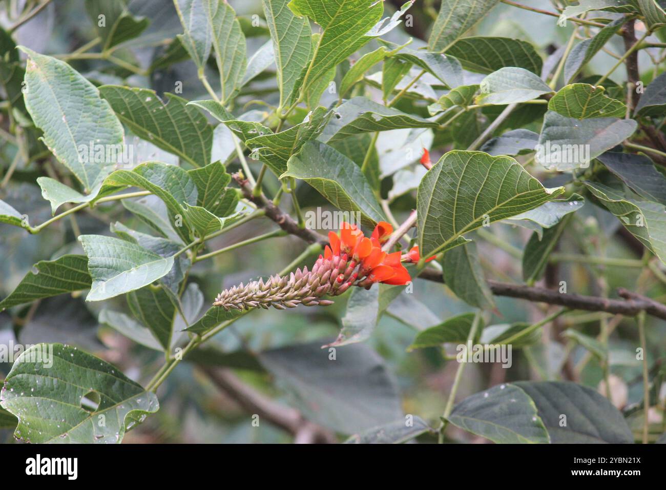 Coral trees (Erythrina) Plantae Stock Photo - Alamy
