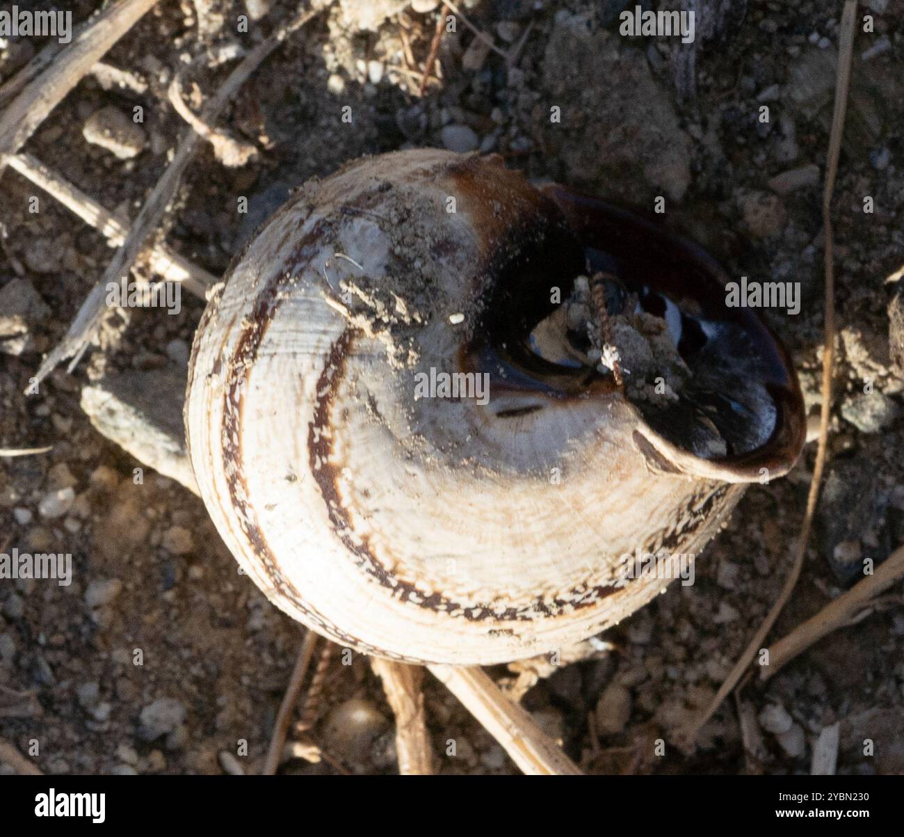 Milk Snail (Otala lactea) Mollusca Stock Photo - Alamy