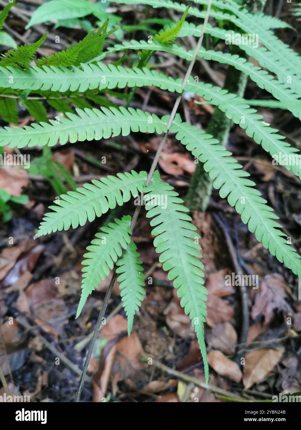 Soft Fern (Christella dentata) Plantae Stock Photo - Alamy