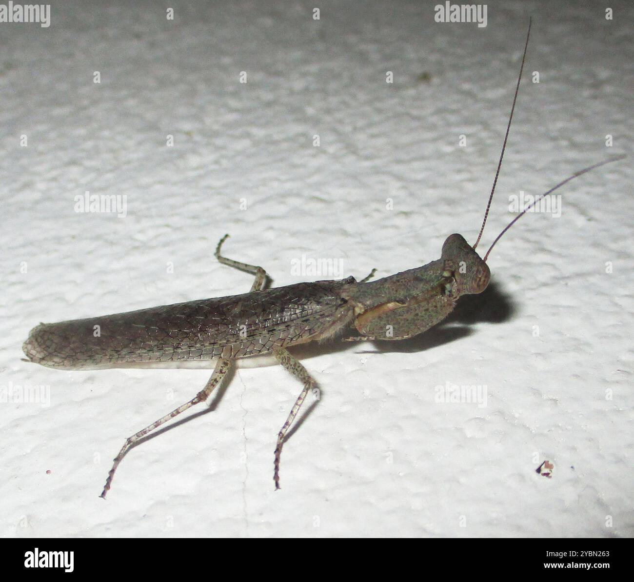 Tarachodes hi-res stock photography and images - Alamy