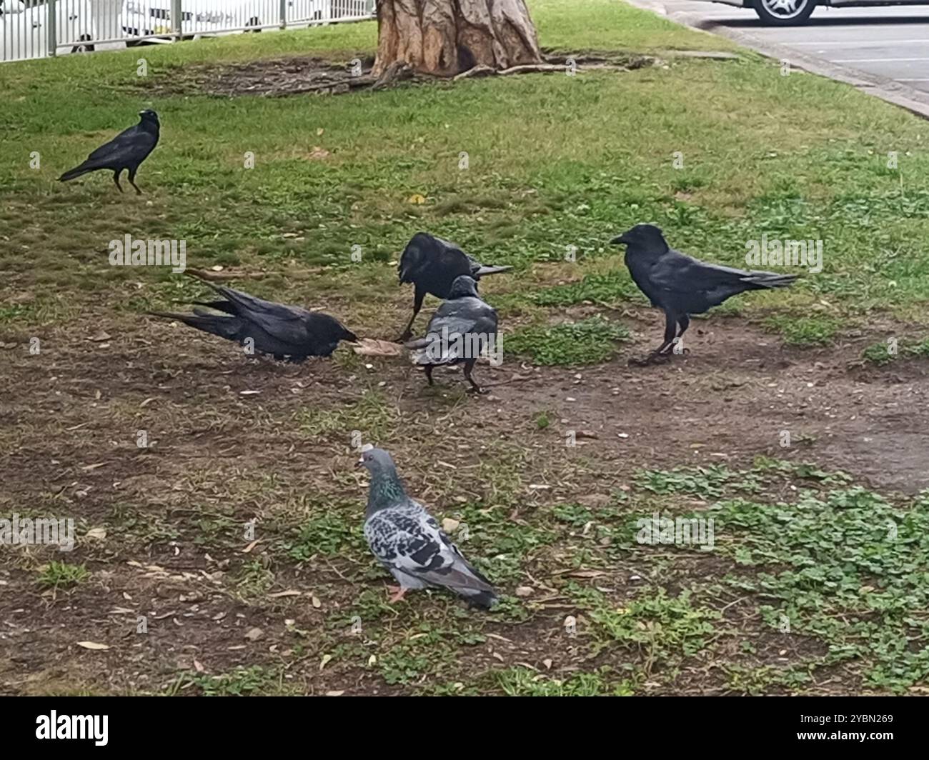 Australian Raven (Corvus coronoides) Aves Stock Photo - Alamy