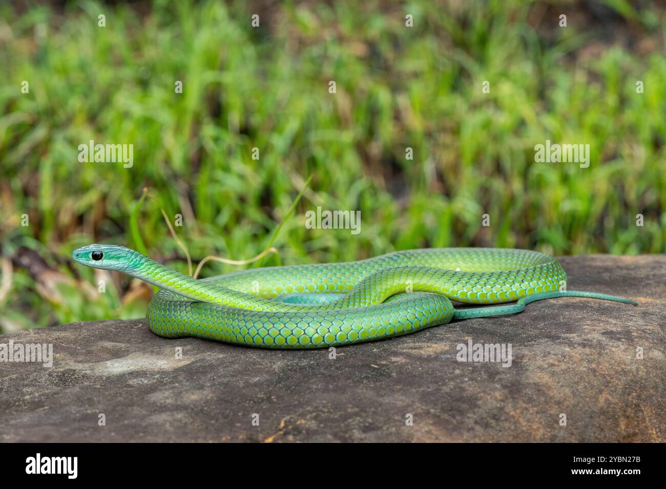 A beautiful Western Natal Green Snake (Philothamnus occidentalis) on a ...