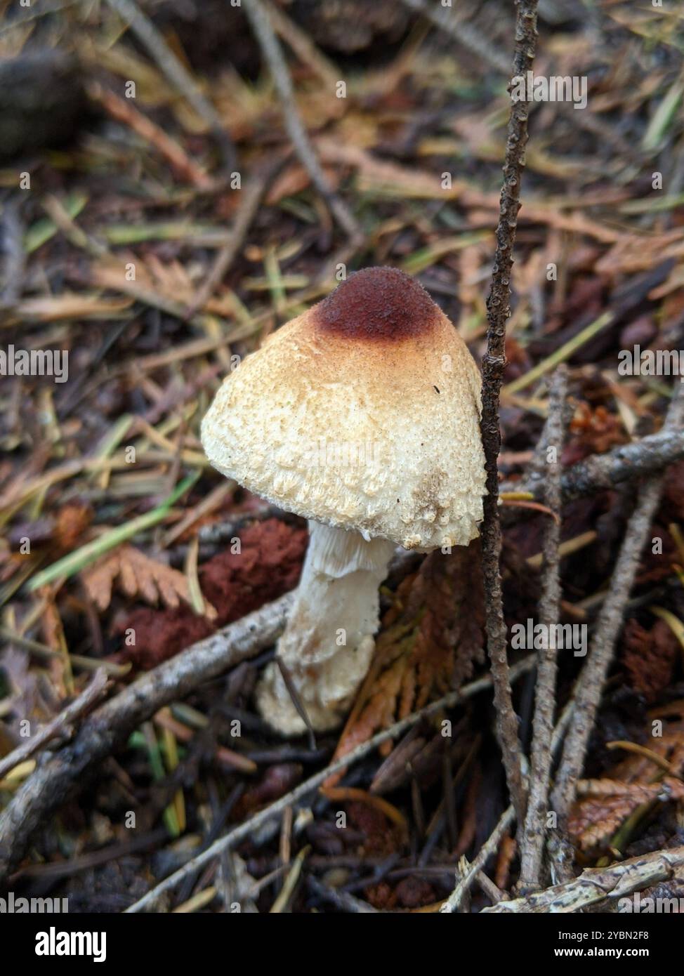 yellowfoot dapperling (Lepiota magnispora) Fungi Stock Photo - Alamy