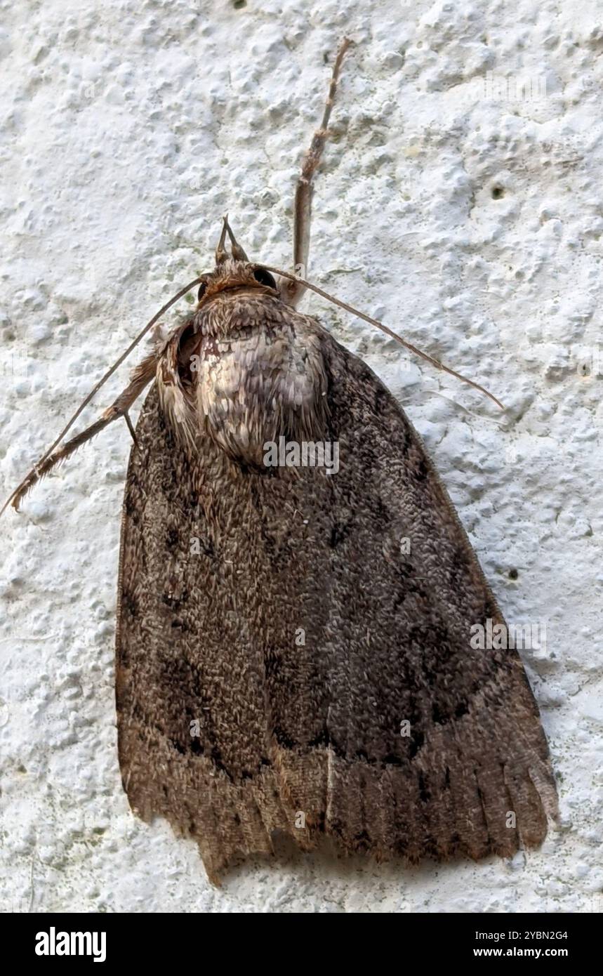 American Copper Underwing (Amphipyra pyramidoides) Insecta Stock Photo ...
