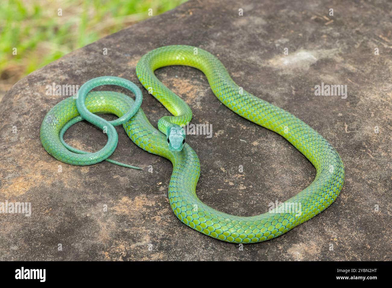 A beautiful Western Natal Green Snake (Philothamnus occidentalis) on a ...