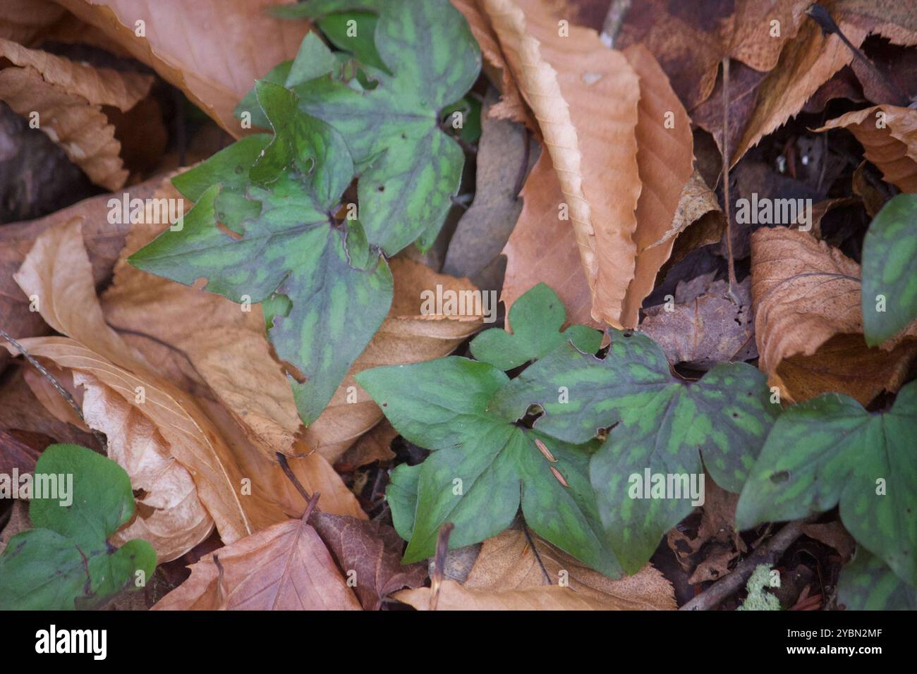 sharp-lobed hepatica (Hepatica acutiloba) Plantae Stock Photo - Alamy