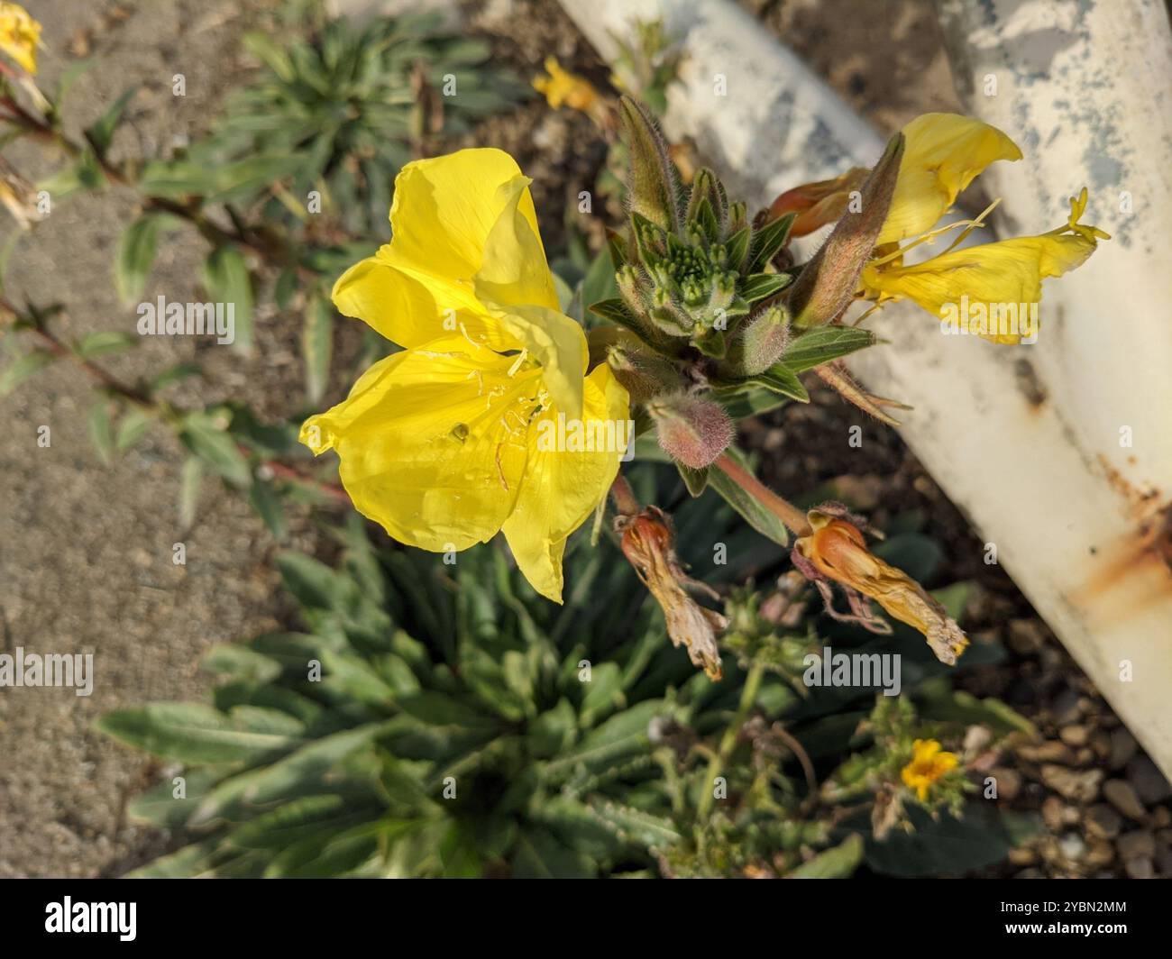 tall evening primrose (Oenothera elata) Plantae Stock Photo - Alamy