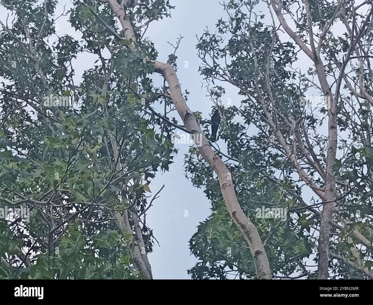 Eastern Australian Koel (Eudynamys orientalis cyanocephalus) Aves Stock ...