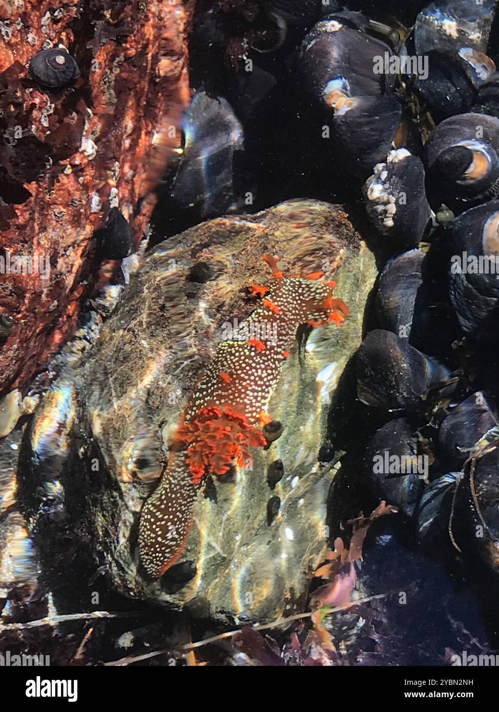 Spotted Dorid (Triopha maculata) Mollusca Stock Photo - Alamy