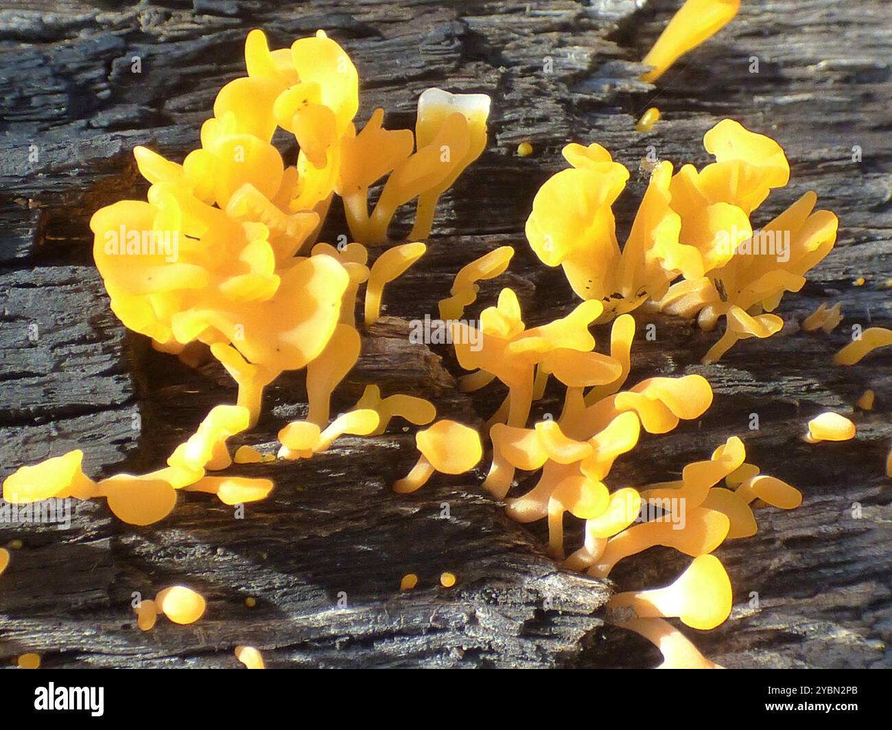 Fan shaped jelly fungi hi-res stock photography and images - Alamy