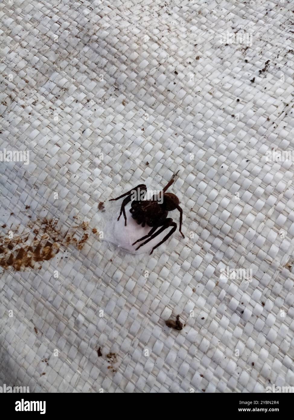 Tropical Wandering Spiders (Ctenus) Arachnida Stock Photo - Alamy