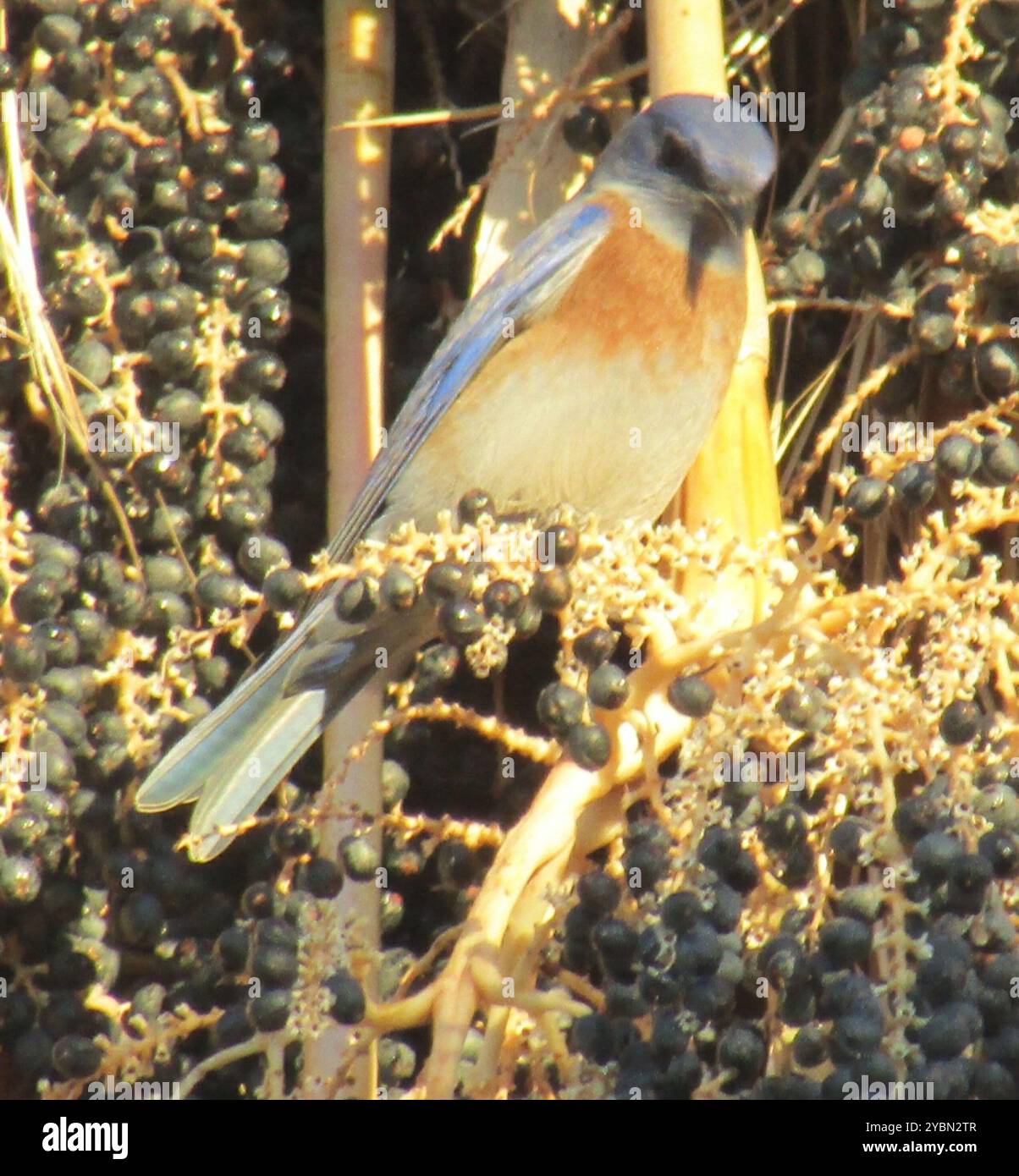 Western Bluebird (Sialia mexicana) Aves Stock Photo - Alamy