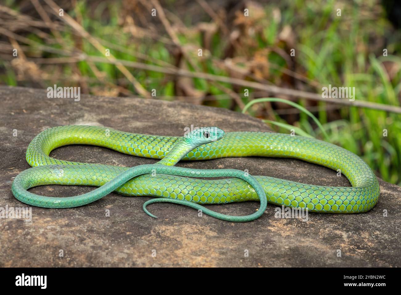 A beautiful Western Natal Green Snake (Philothamnus occidentalis) on a ...