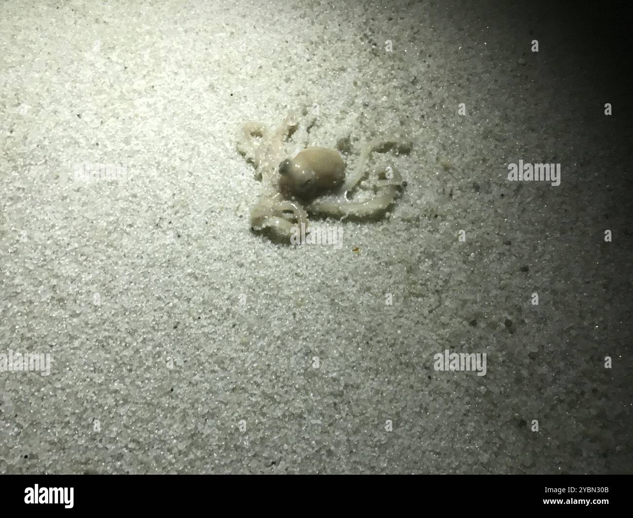 Southern Sand Octopus (Octopus kaurna) Mollusca Stock Photo - Alamy