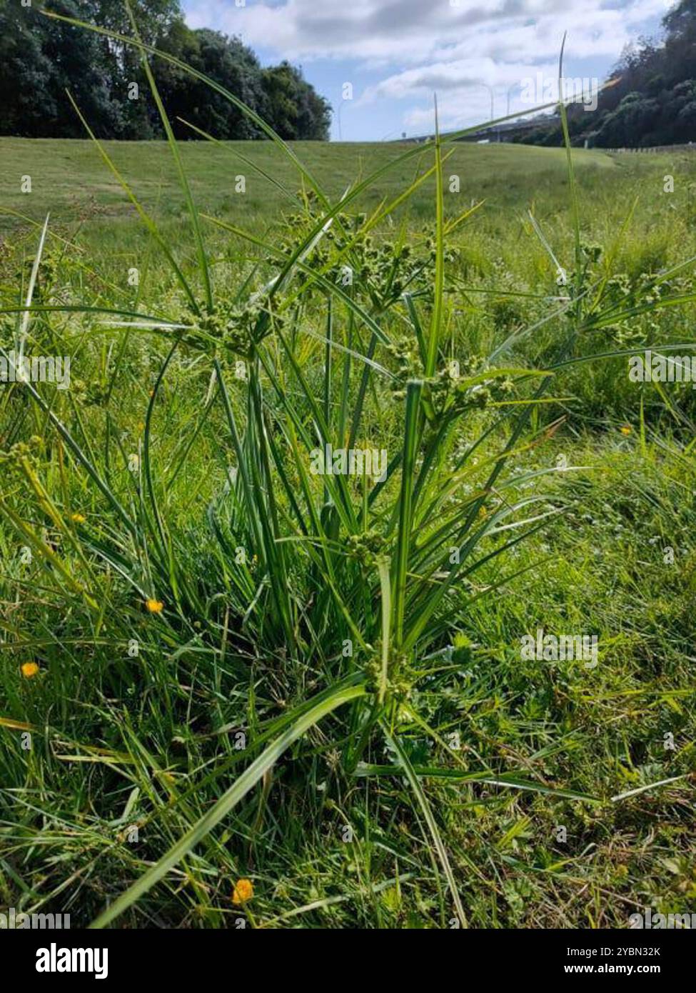 tall flatsedge (Cyperus eragrostis) Plantae Stock Photo - Alamy