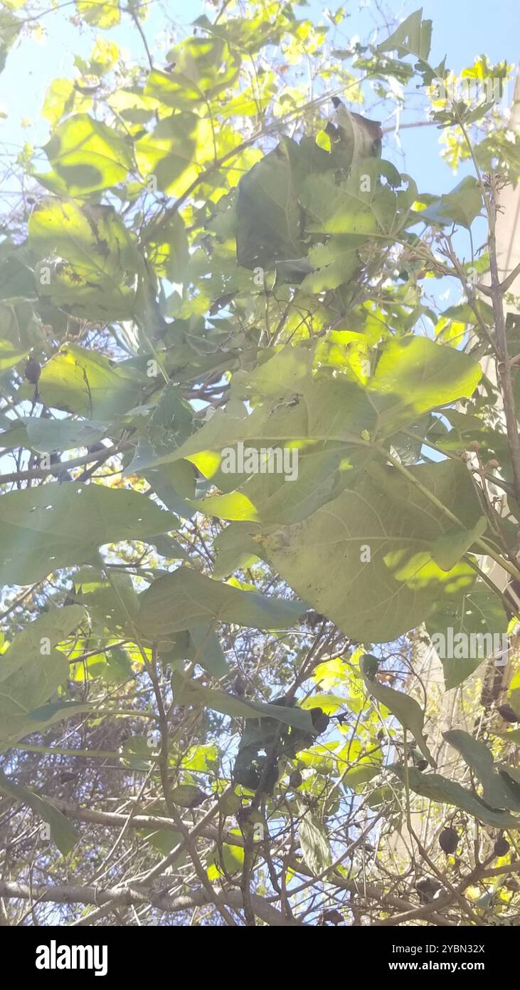 princess tree (Paulownia tomentosa) Plantae Stock Photo - Alamy