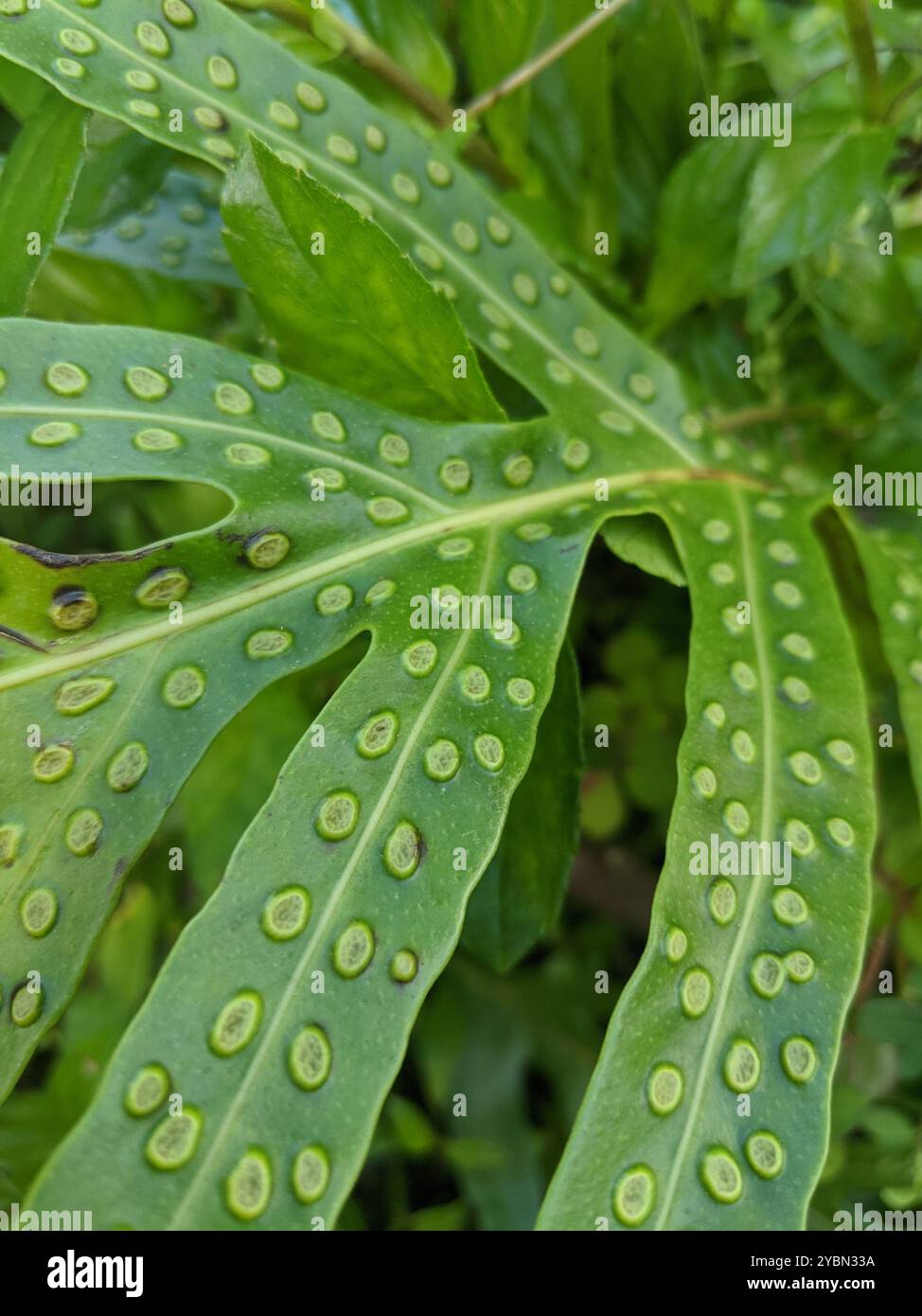 Musk Fern (Microsorum grossum) Plantae Stock Photo - Alamy