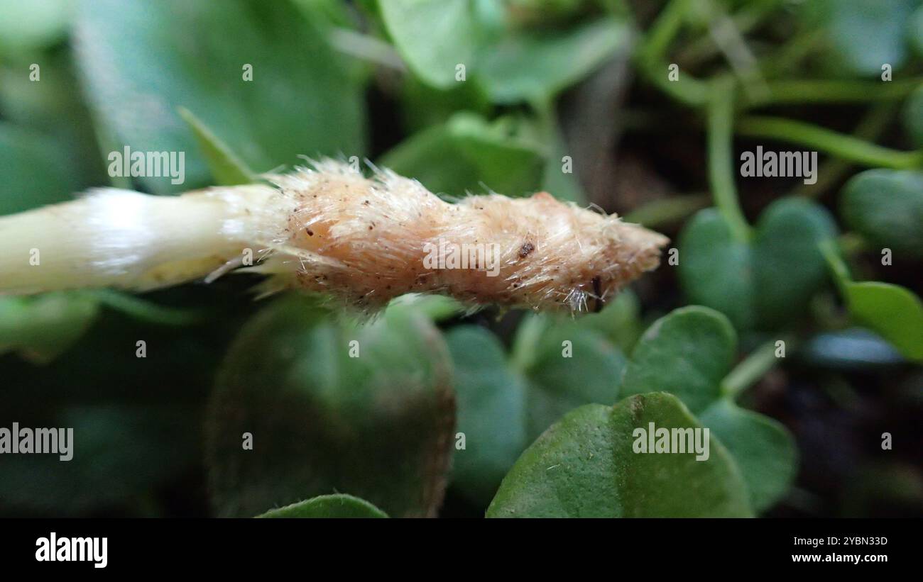 Common Russet Grass (Loudetia simplex) Plantae Stock Photo - Alamy