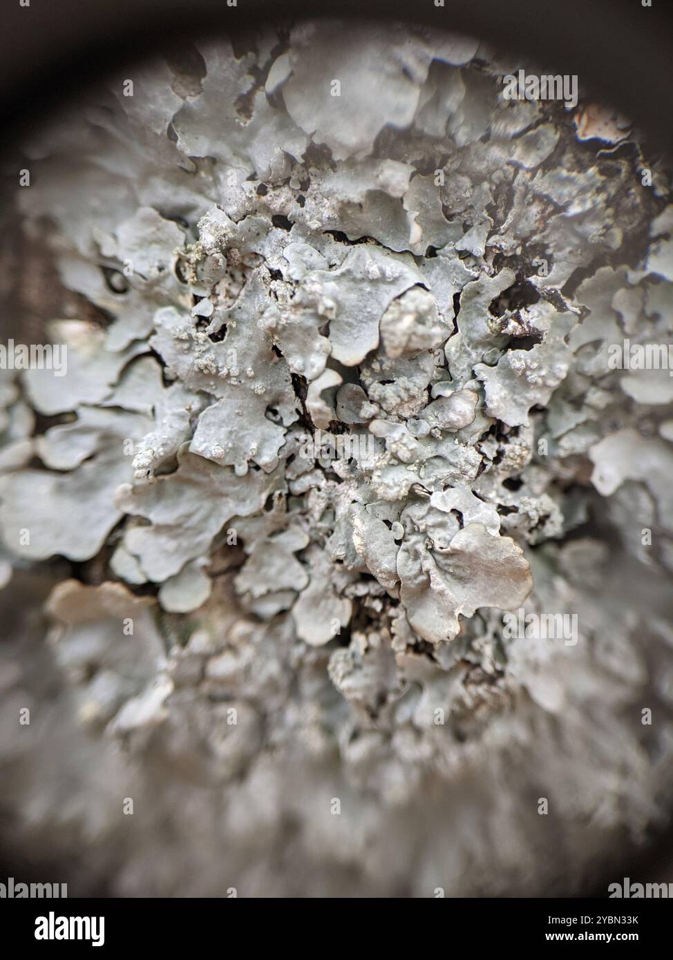typical shield lichens (Parmelioideae) Fungi Stock Photo - Alamy