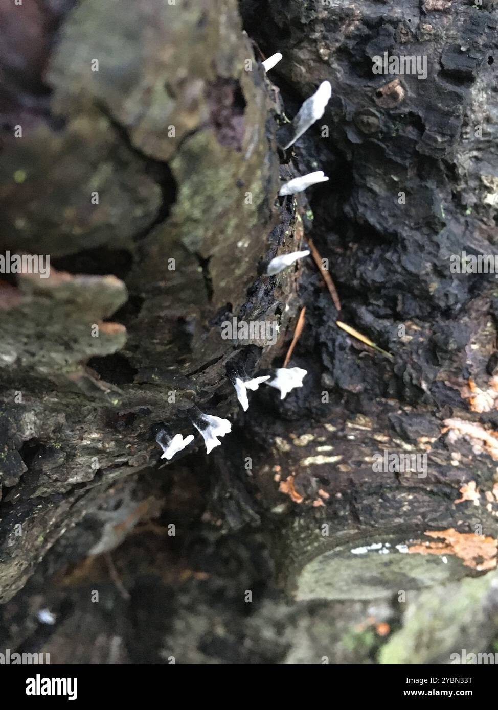 Candlesnuff Fungus (Xylaria hypoxylon) Fungi Stock Photo - Alamy