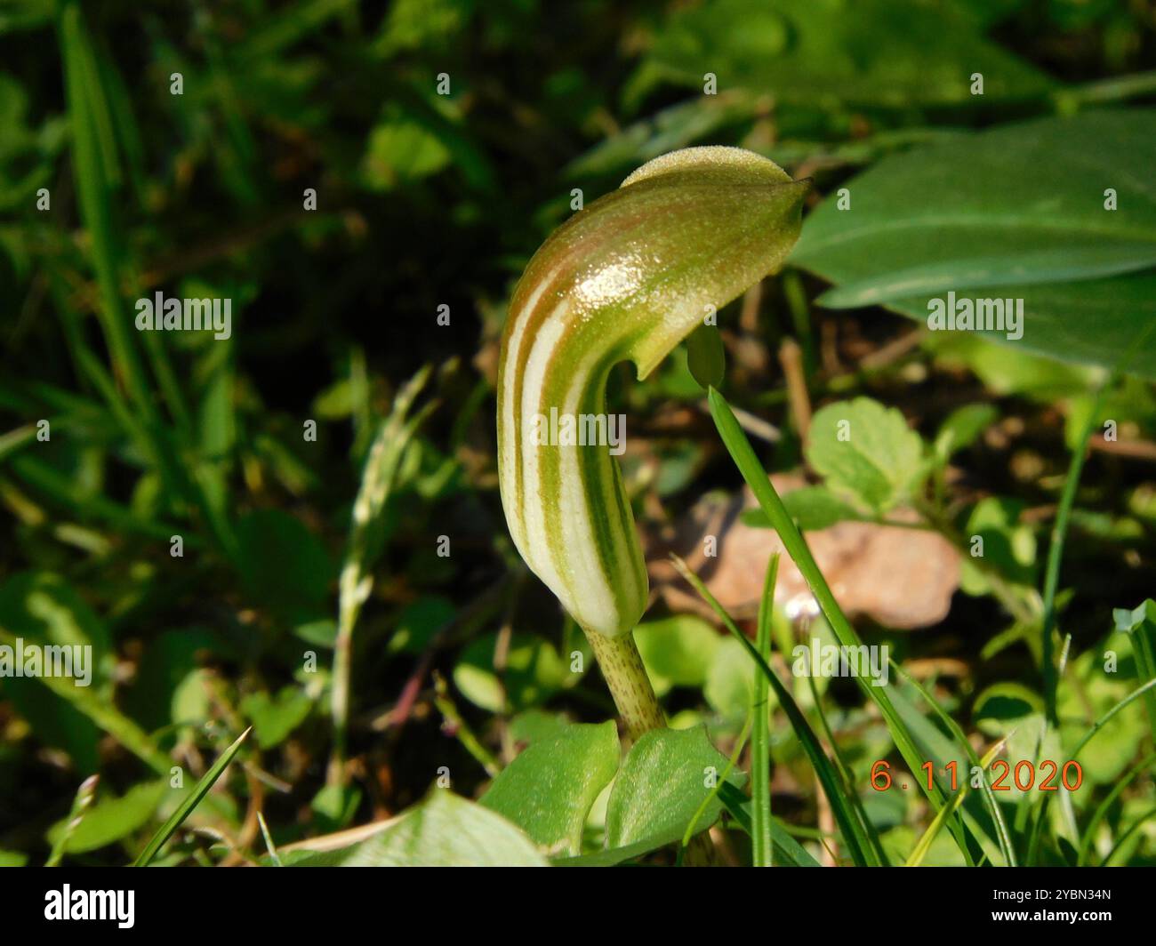 Friar's-cowl (Arisarum vulgare) Plantae Stock Photo - Alamy