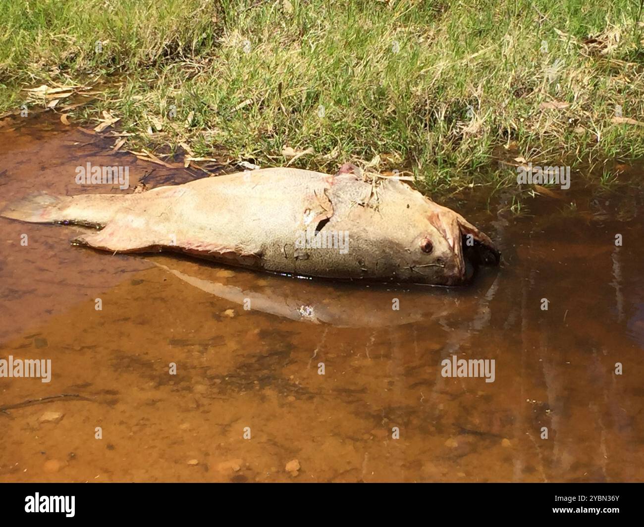 Murray Cod (Maccullochella peelii) Actinopterygii Stock Photo - Alamy