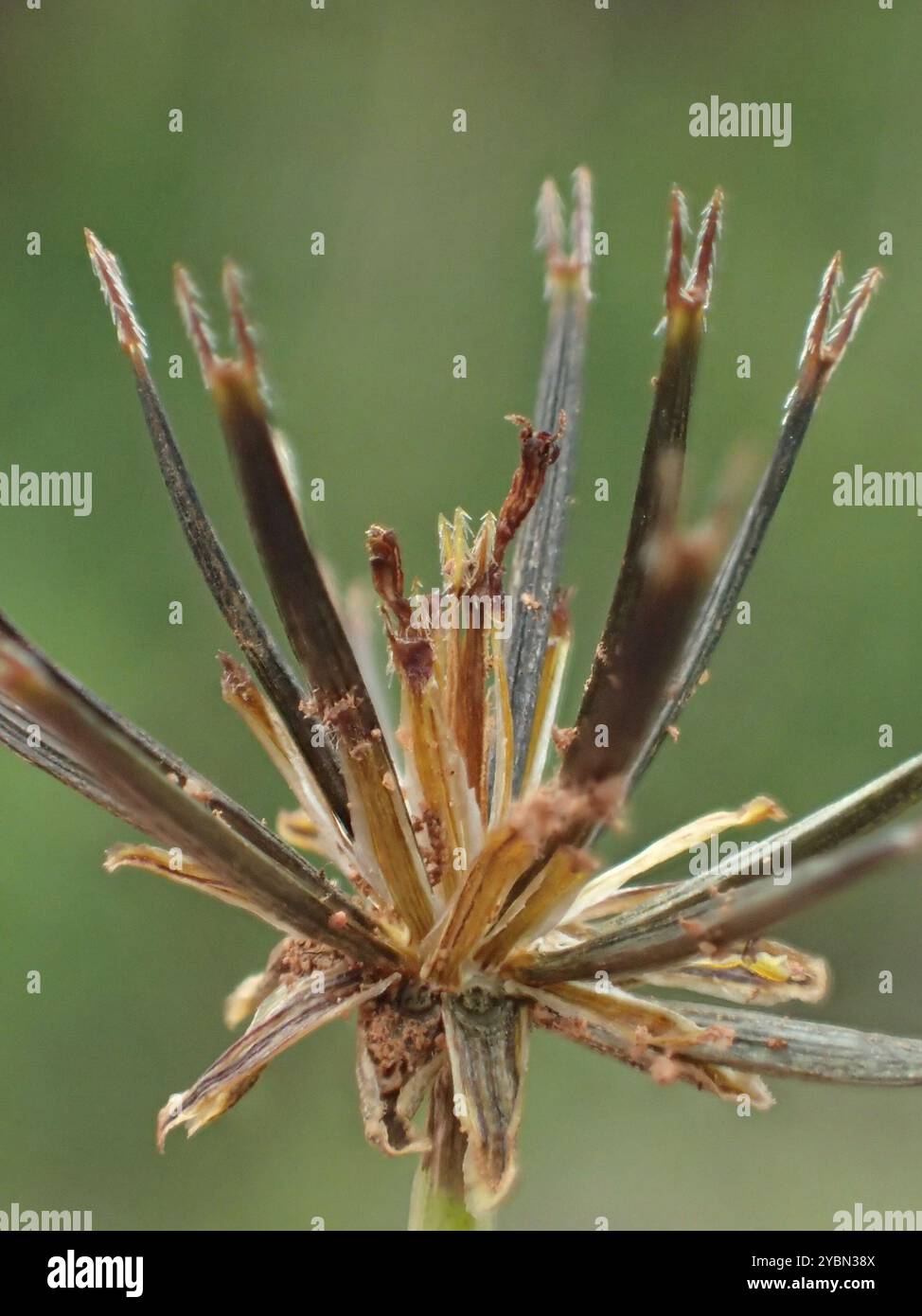 native cobbler's pegs (Glossocardia bidens) Plantae Stock Photo - Alamy