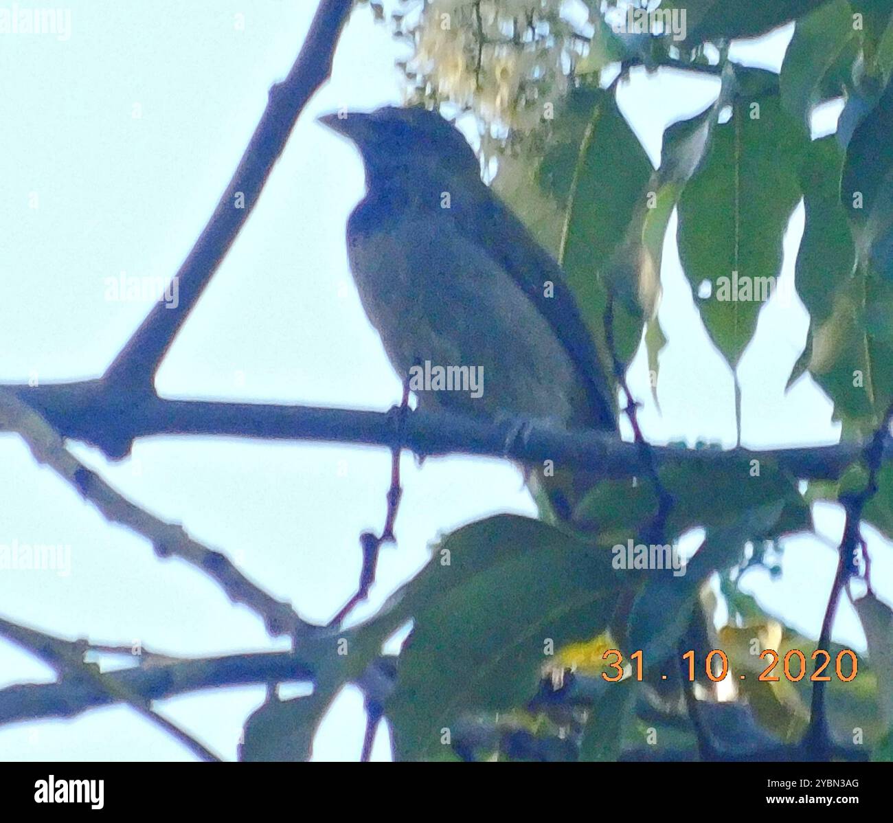 Black-headed Saltator (Saltator atriceps) Aves Stock Photo - Alamy