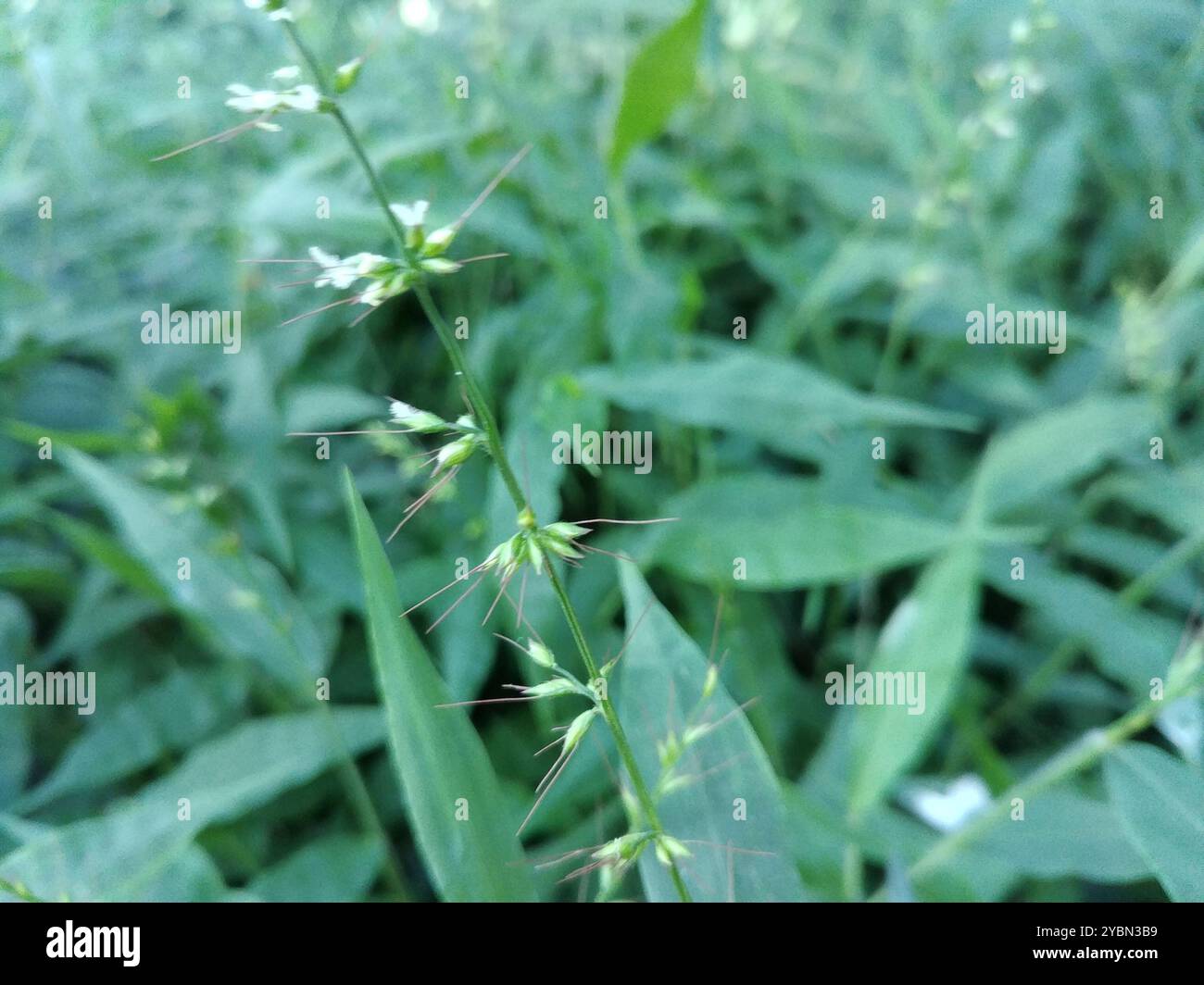 Basketgrasses (Oplismenus) Plantae Stock Photo - Alamy