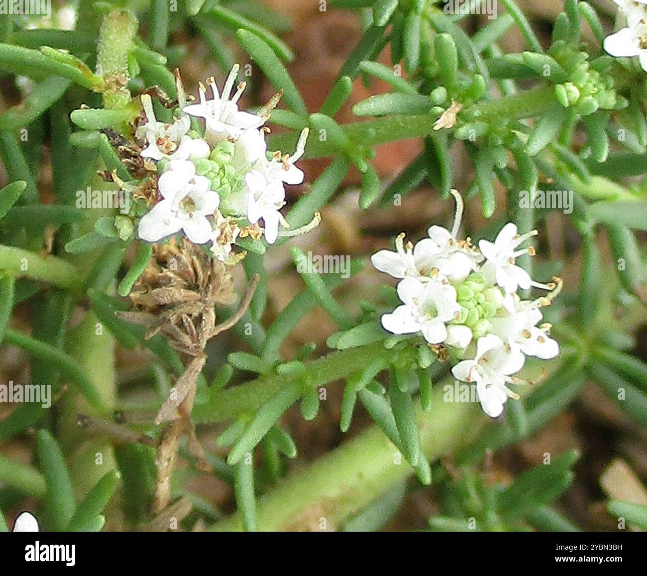 Grassveld Bitterbush (Selago densiflora) Plantae Stock Photo - Alamy