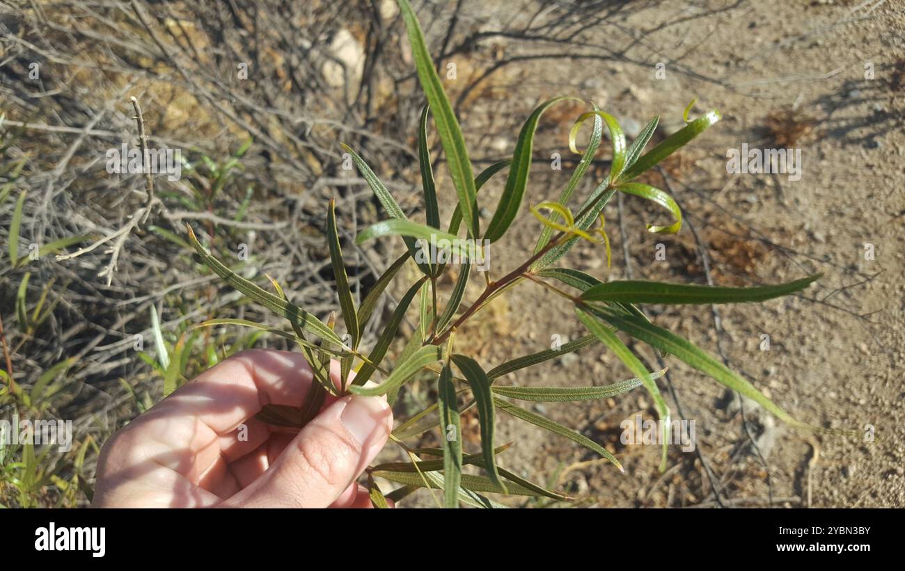 african sumac (Searsia lancea) Plantae Stock Photo - Alamy