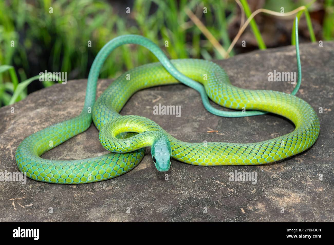 Philothamnus occidentalis hi-res stock photography and images - Alamy