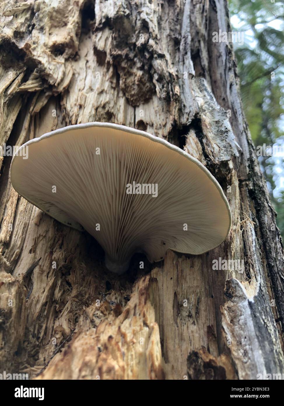 Brown Oyster Mushroom (Pleurotus australis) Fungi Stock Photo - Alamy
