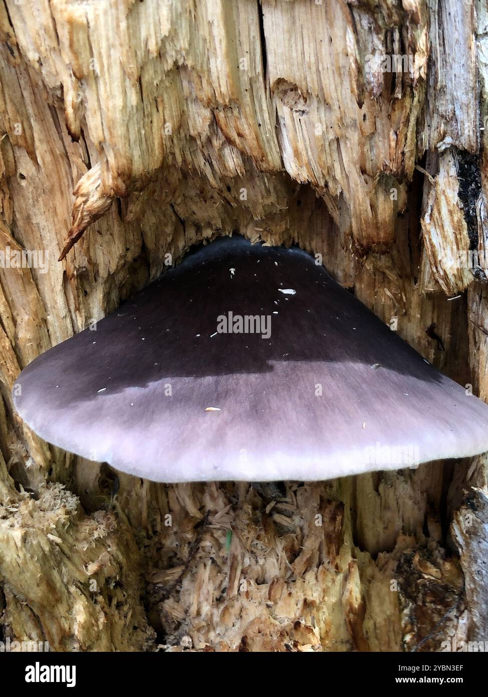 Brown Oyster Mushroom (Pleurotus australis) Fungi Stock Photo - Alamy