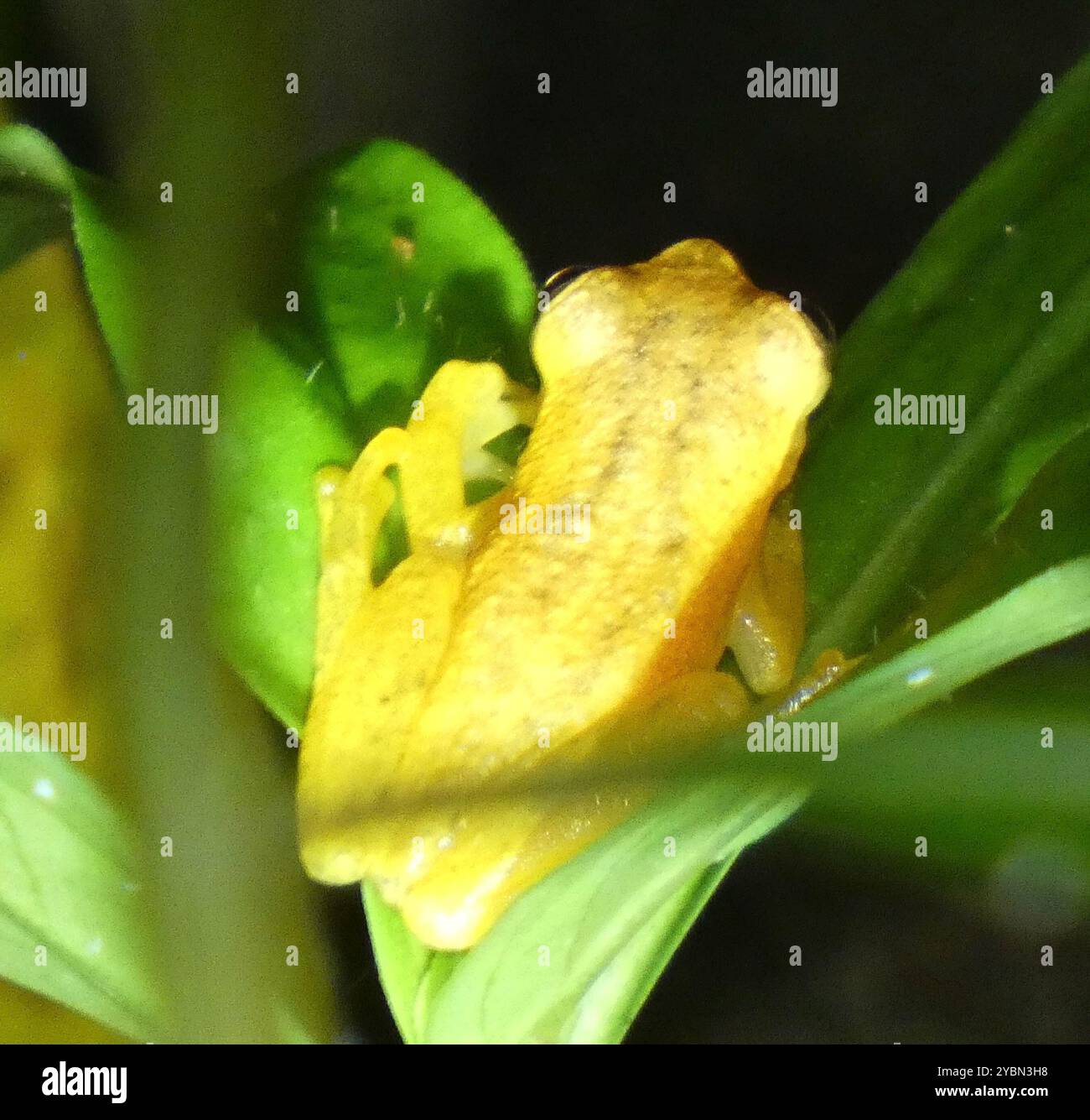 Yellow Tree Frogs (Dendropsophus) Amphibia Stock Photo - Alamy