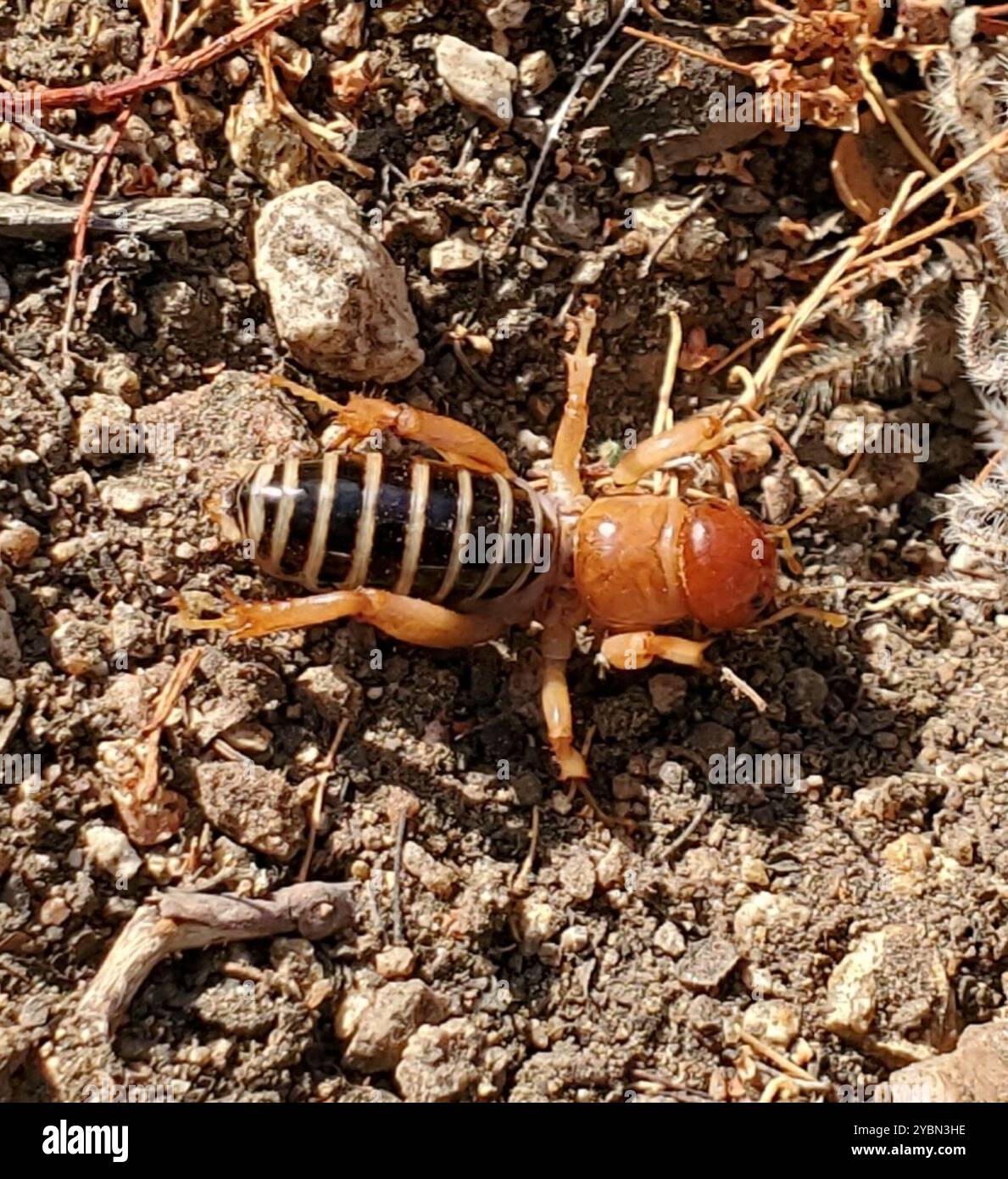 North American Jerusalem Crickets (Ammopelmatus) Insecta Stock Photo ...
