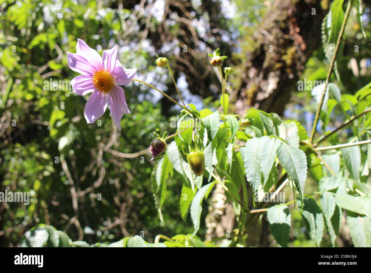 Tree Dahlia (Dahlia imperialis) Plantae Stock Photo - Alamy