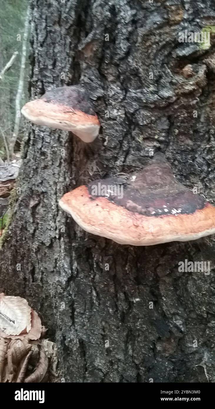 Northern red belt fungi hi-res stock photography and images - Alamy