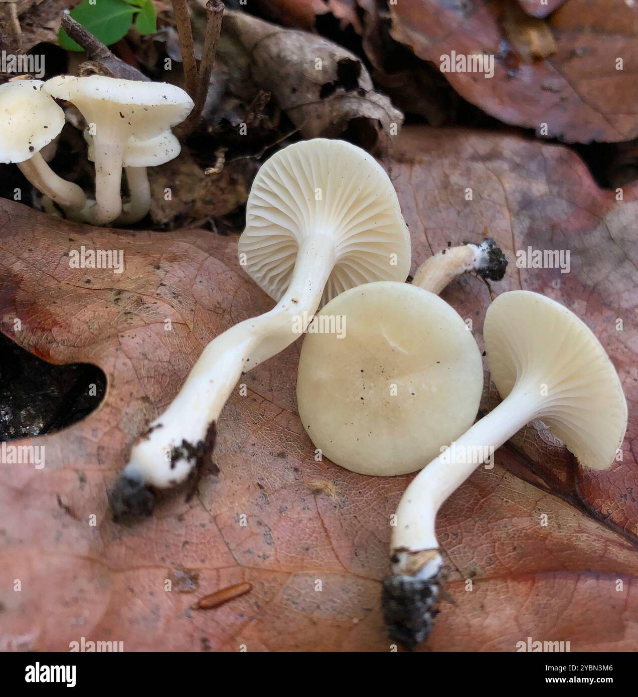 Snowy Waxcap (Cuphophyllus virgineus) Fungi Stock Photo - Alamy