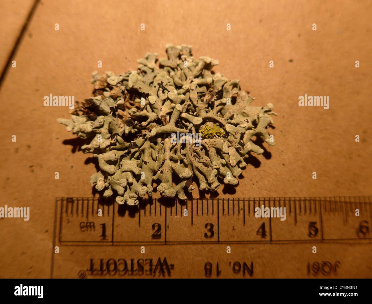 Powder-headed Tube Lichen (Hypogymnia tubulosa) Fungi Stock Photo - Alamy