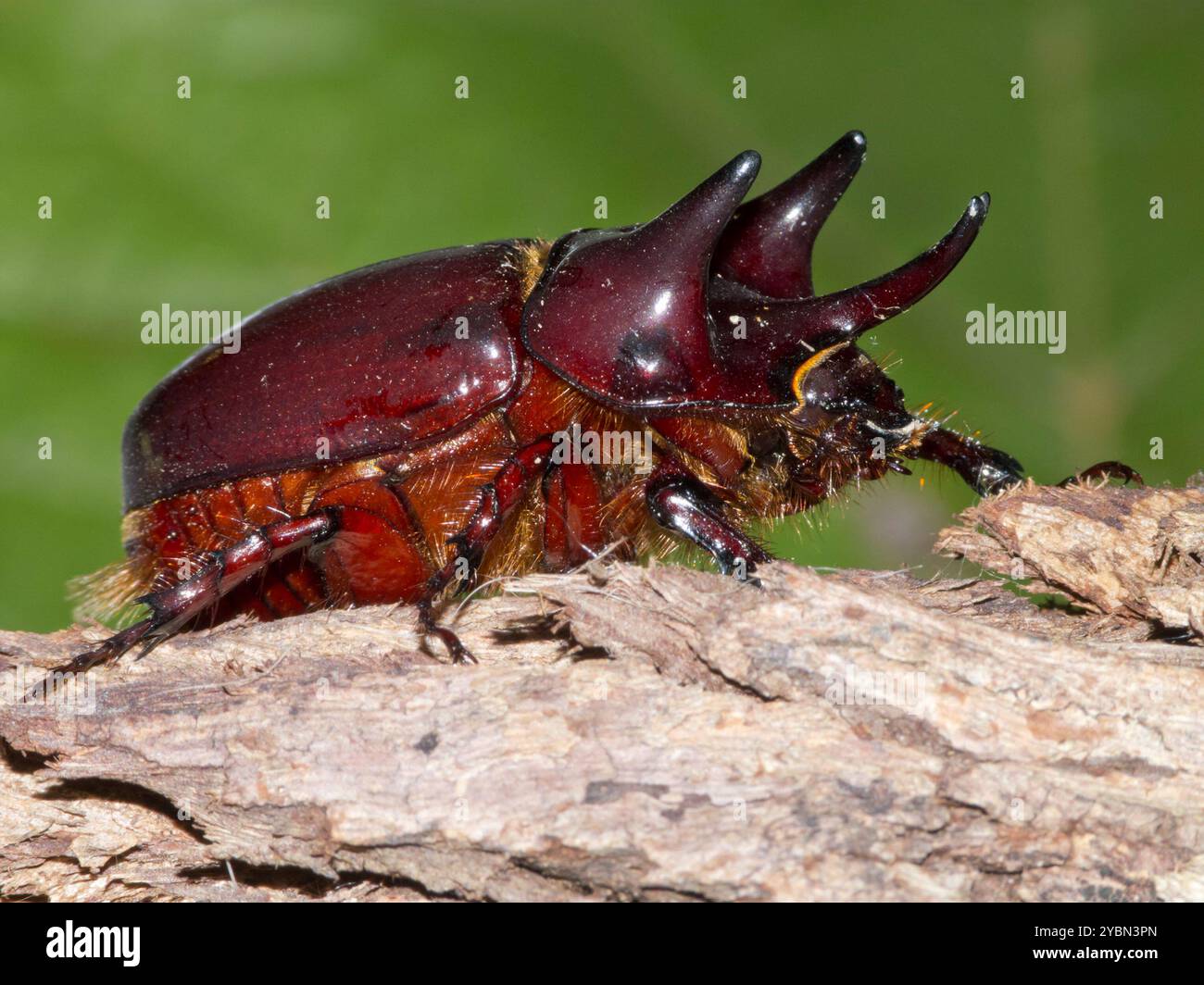 Fascinus hi-res stock photography and images - Alamy