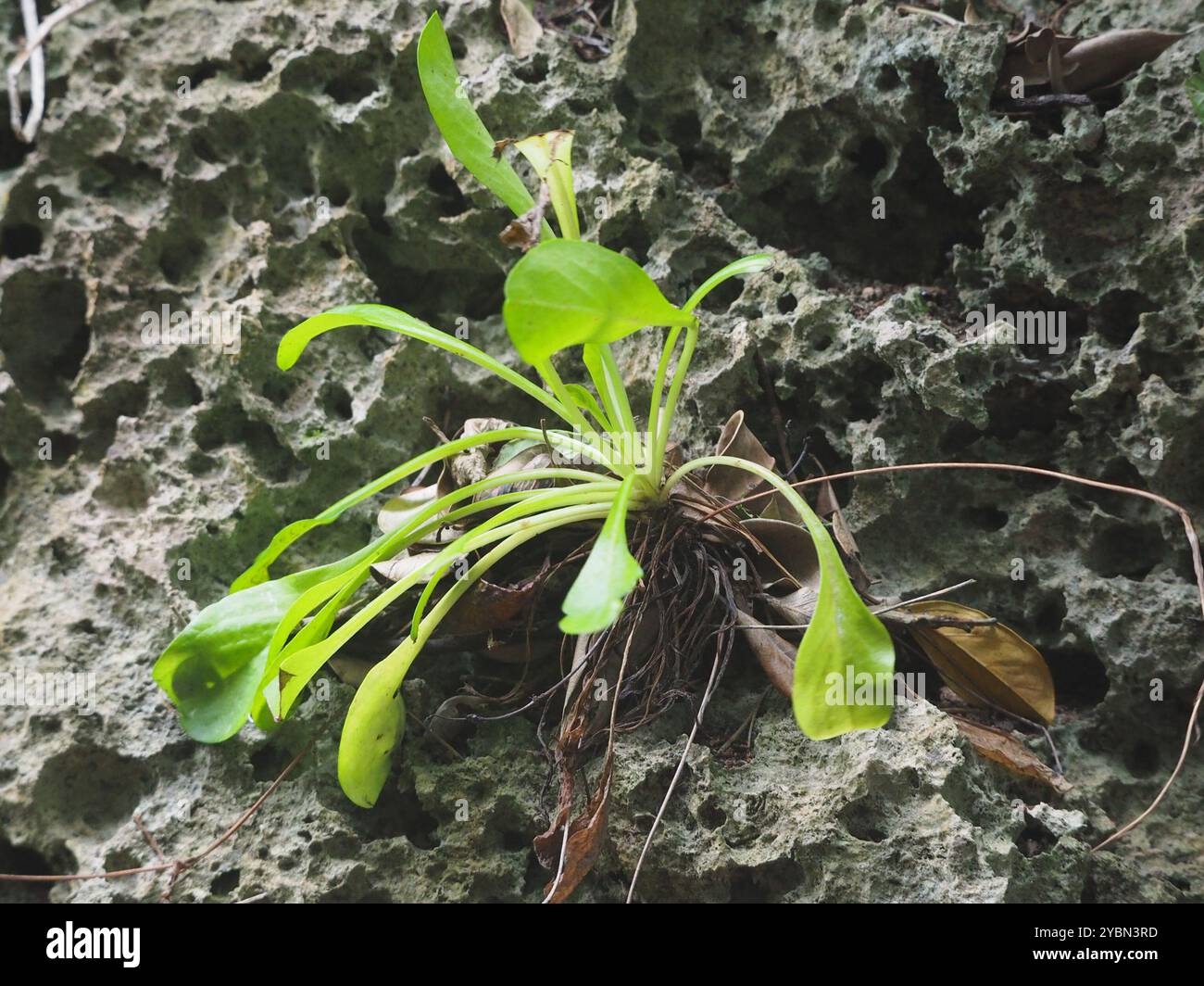 plants (Plantae) Plantae Stock Photo - Alamy