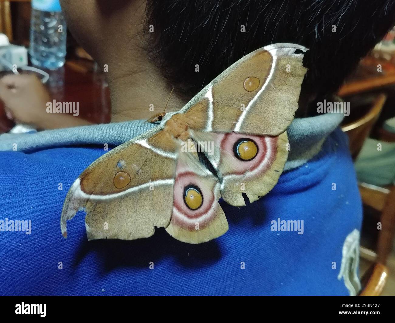 Suraka hi-res stock photography and images - Alamy