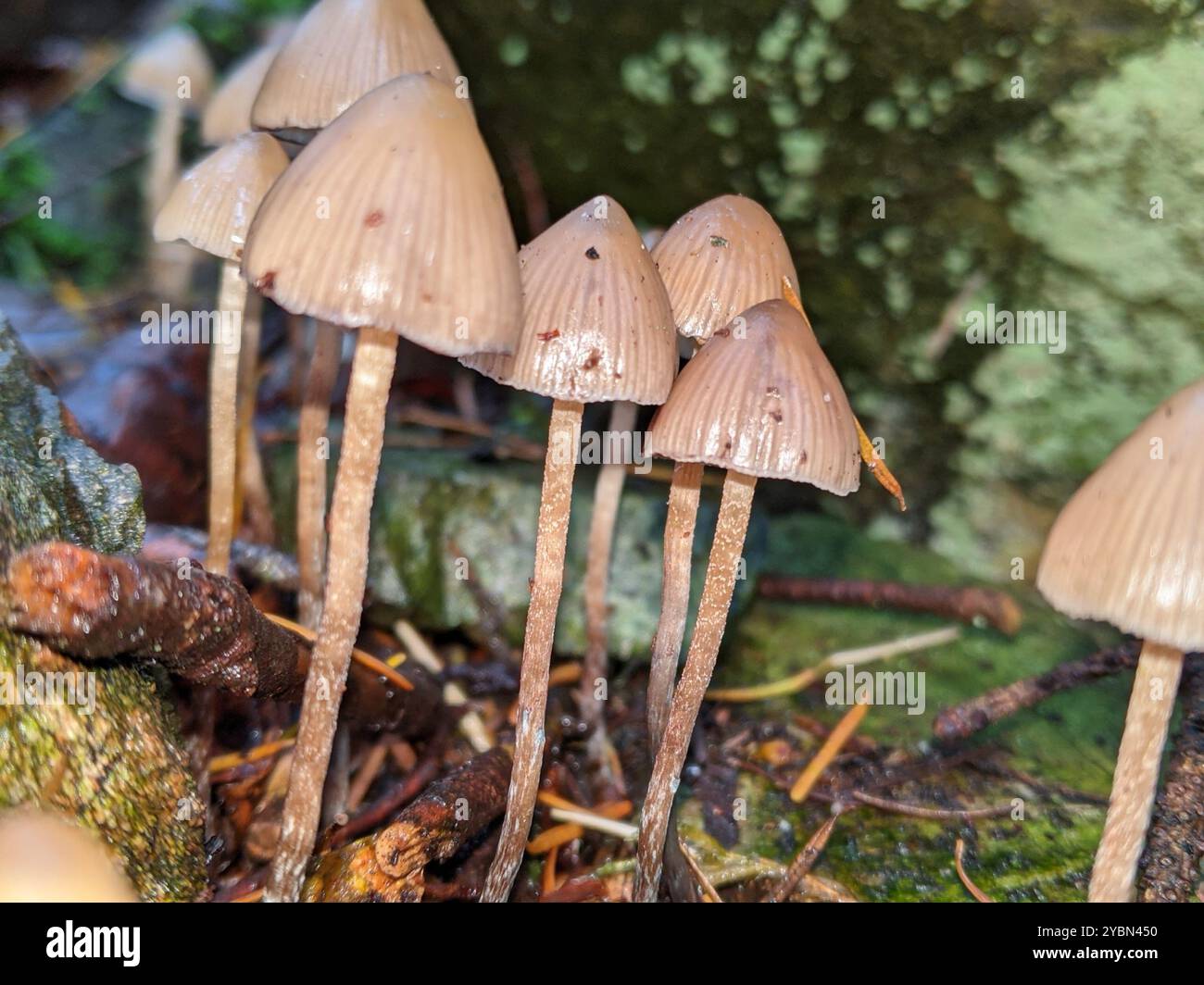 (Psilocybe pelliculosa) Fungi Stock Photo - Alamy