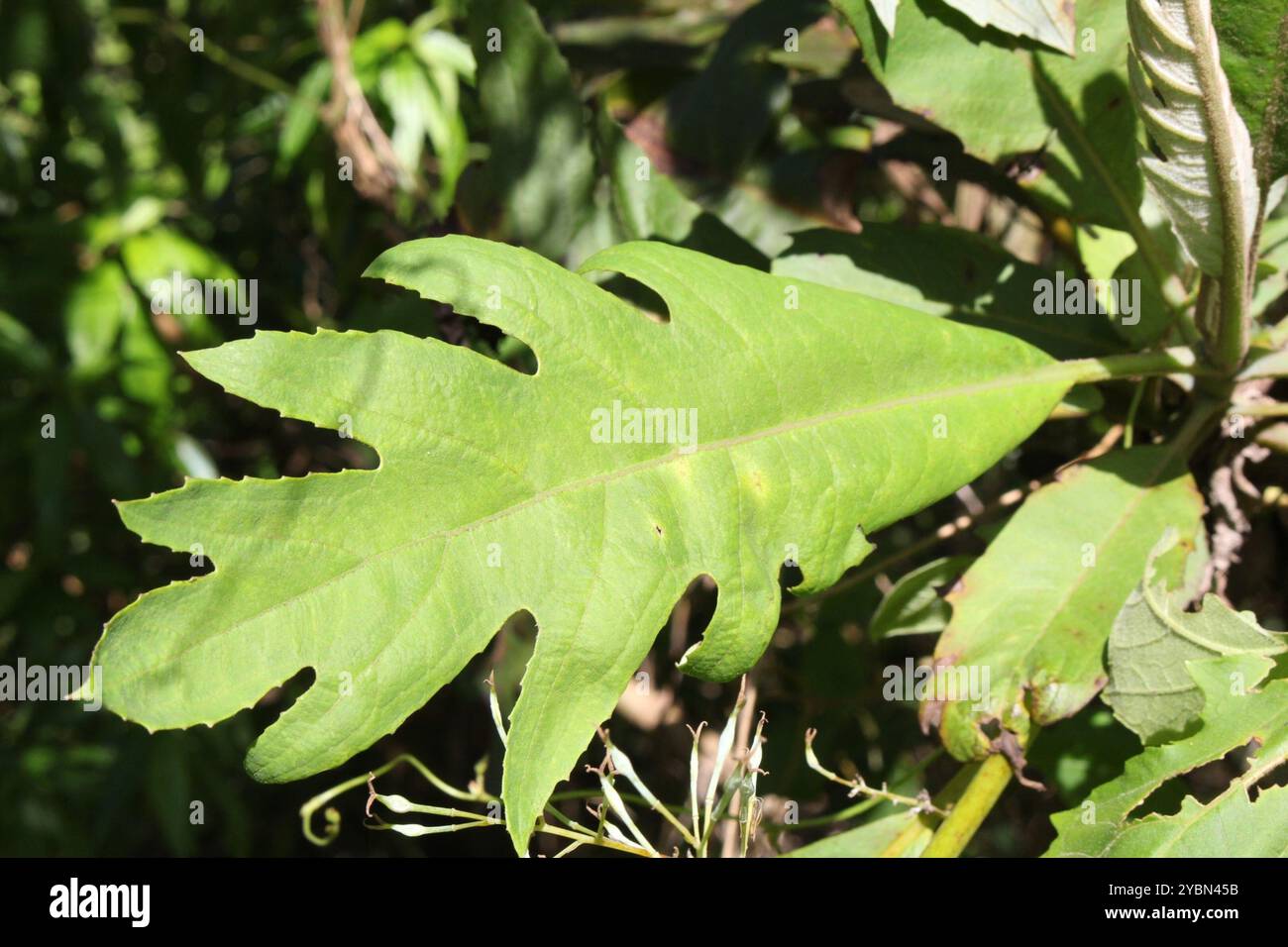 Parrotweed (Bocconia frutescens) Plantae Stock Photo - Alamy